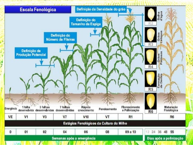 Epidemiologia e controle das doenças no milho