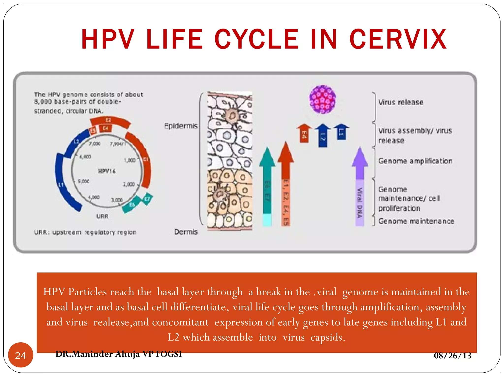 Epidemiology and carcinogenesis of premalignant lesions of cervix | PPT