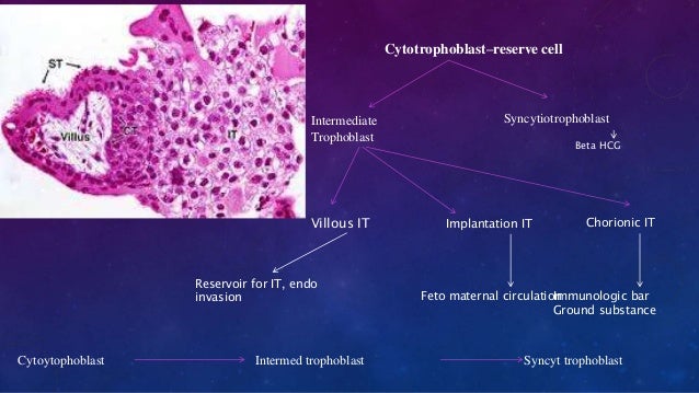 Epidemiology and molecular pathogenesis of gtn