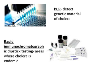 Epidemiology_Cholera | PPTX | Infectious Diseases | Diseases and Conditions