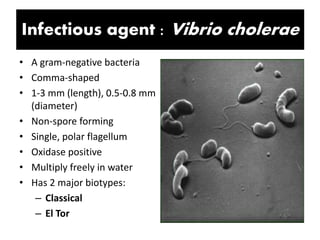 Epidemiology_Cholera | PPTX