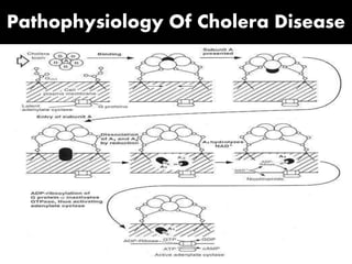 Epidemiology_Cholera | PPTX | Infectious Diseases | Diseases and Conditions