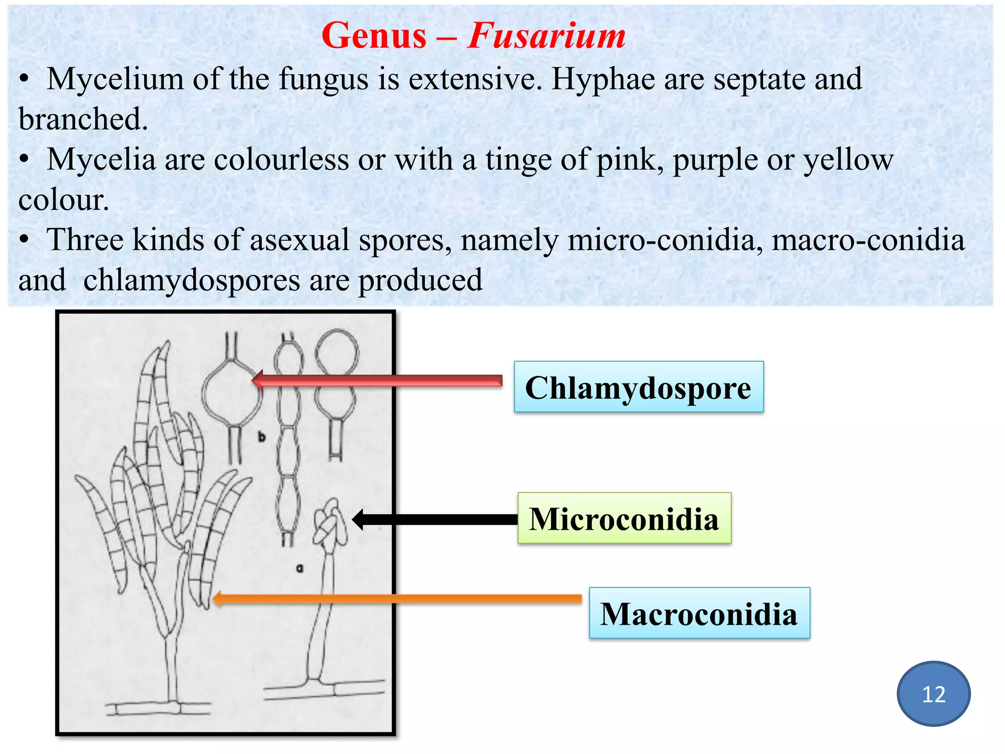 Epidemiology, etiology and management of fusarium wilt of muskmelon | PDF