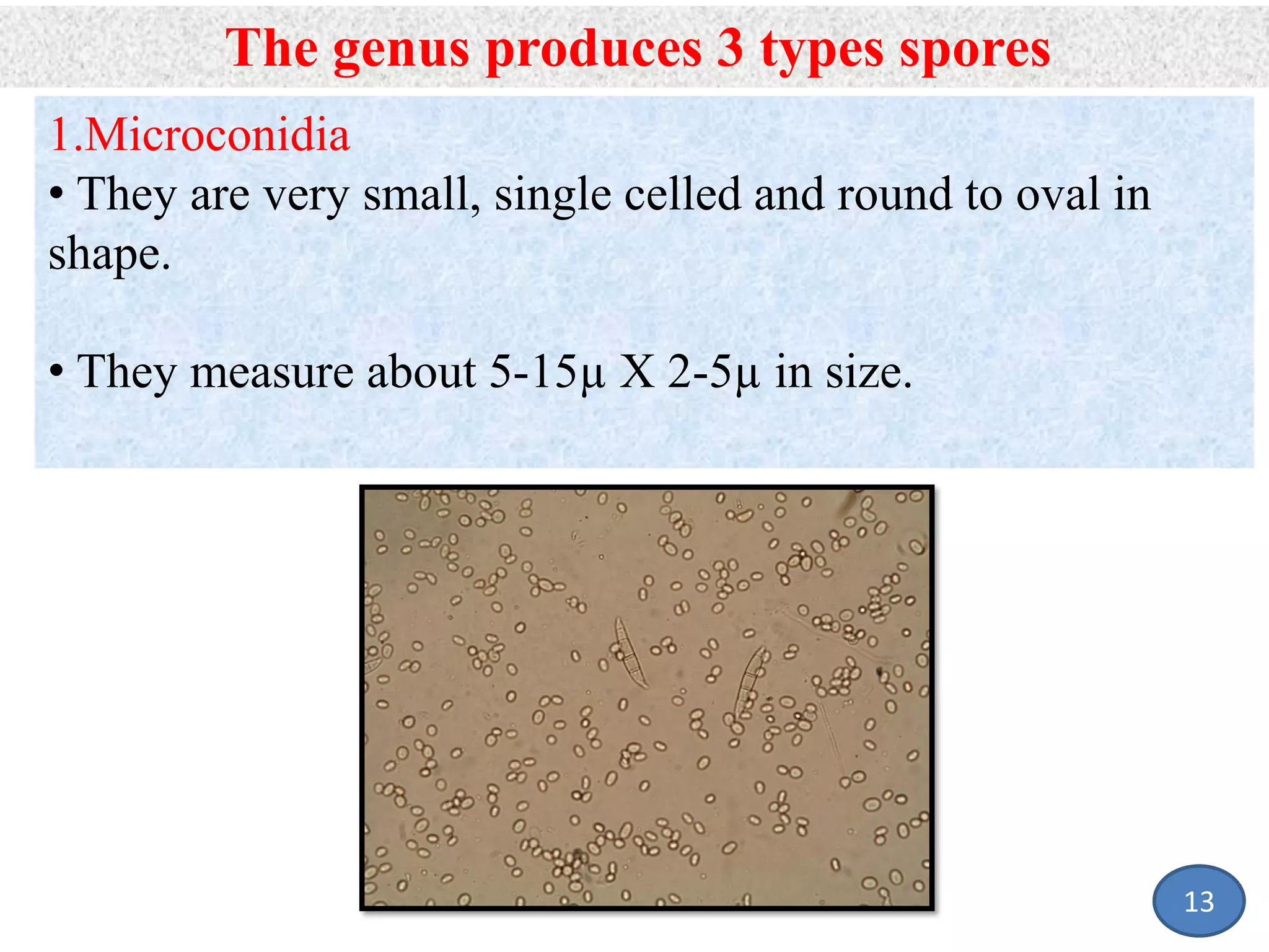 Epidemiology, etiology and management of fusarium wilt of muskmelon | PDF