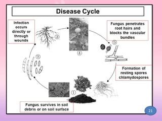 Fusarium Oxysporum Life Cycle