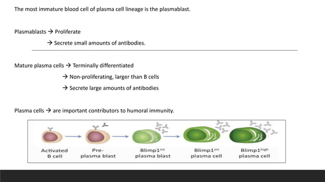 Epidemiology, Etiopathogenesis, Pathology, Staging of Plasma Cell ...
