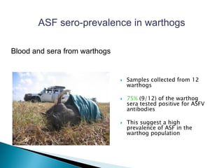 Epidemiology of African swine fever virus in southern Africa | PDF