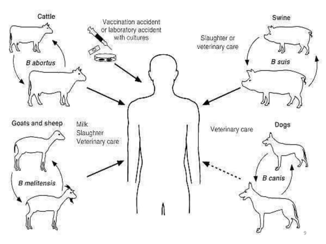 Epidemiology of bacterial zoonotic diseases with their prevention and ...