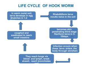 Epidemiology of hook worm infection.pptx