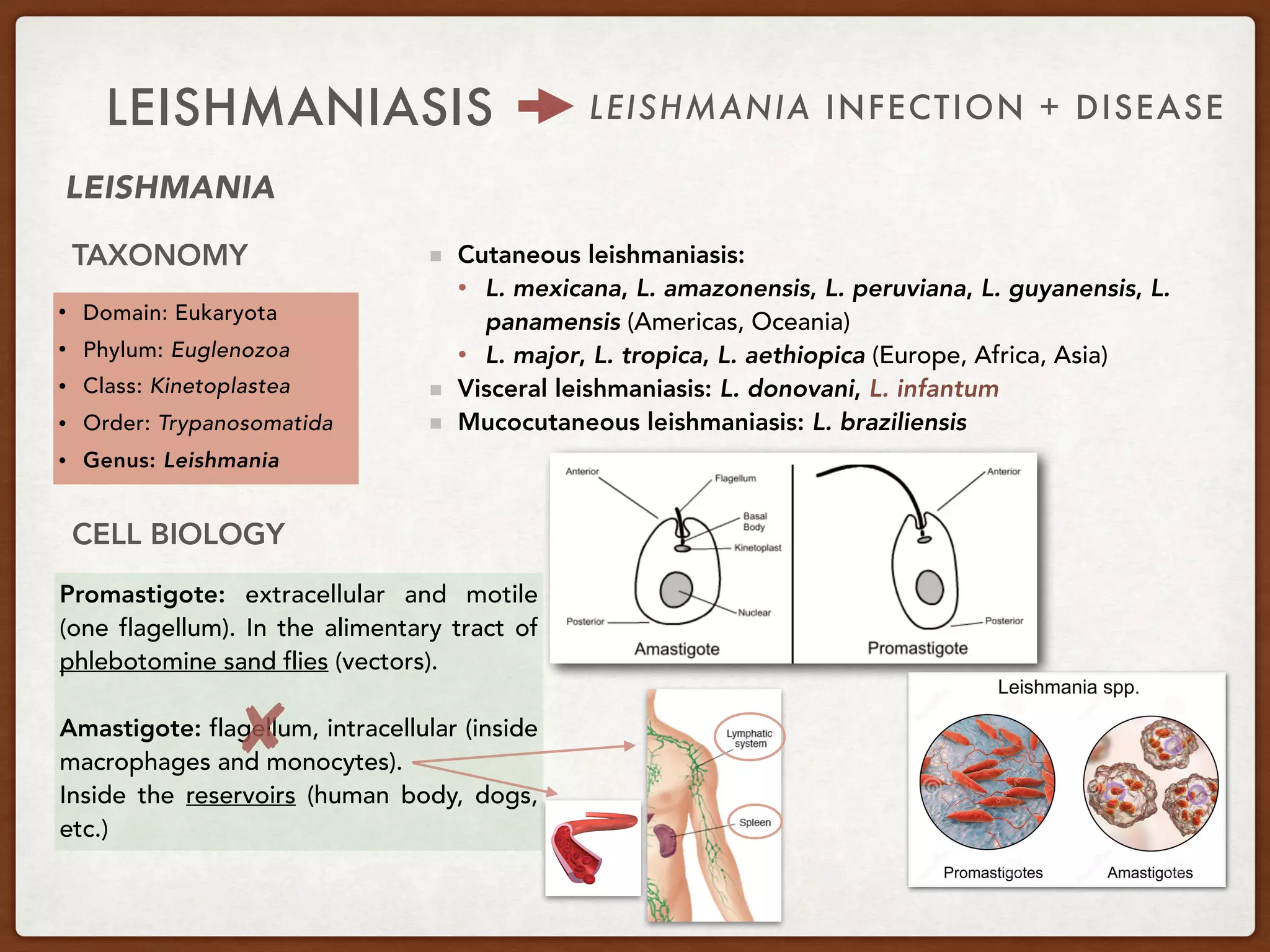 Epidemiology of Human Leishmaniasis | PDF