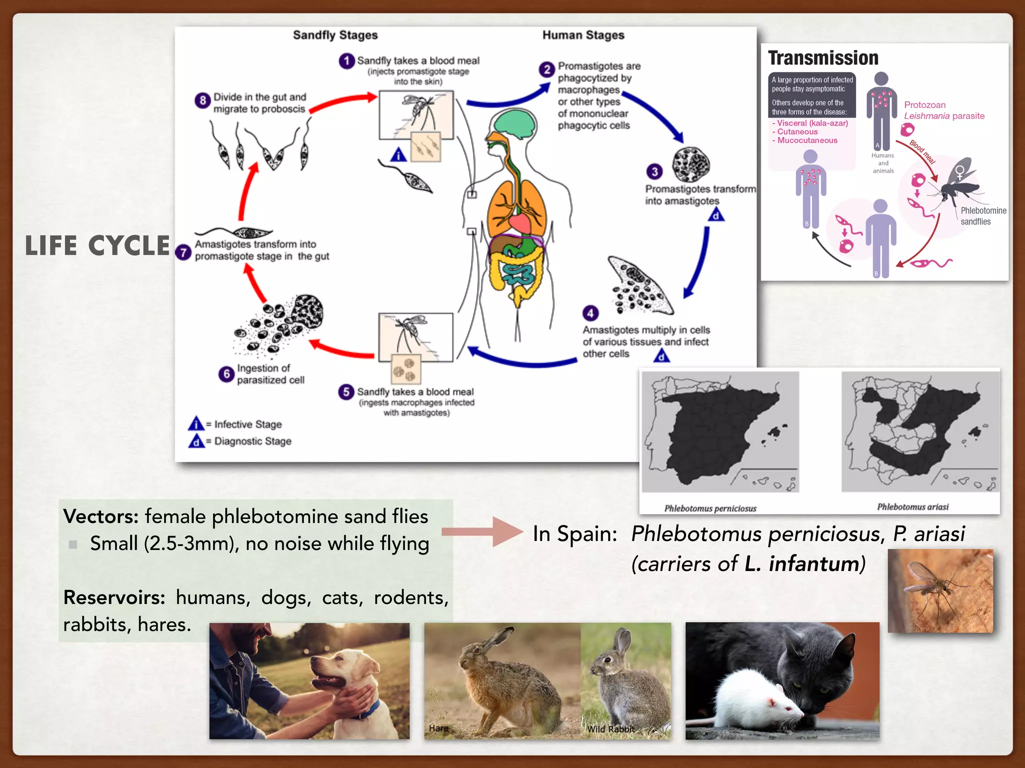 Epidemiology of Human Leishmaniasis | PDF