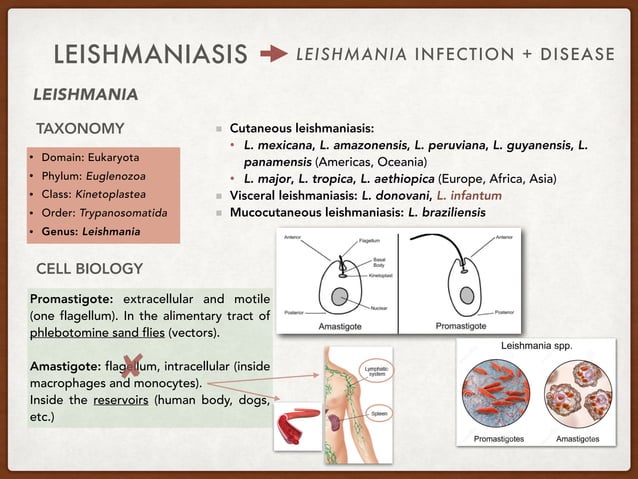 Epidemiology of Human Leishmaniasis | PDF | Infectious Diseases ...