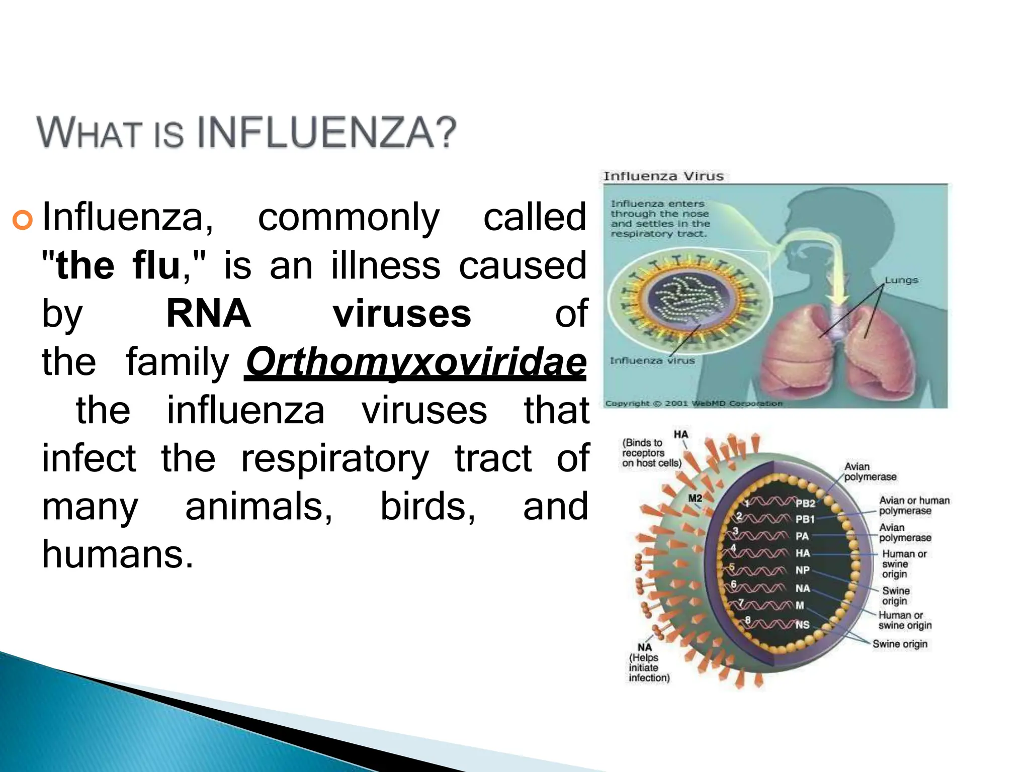 Epidemiology of influenza.pptx. .. | PPTX