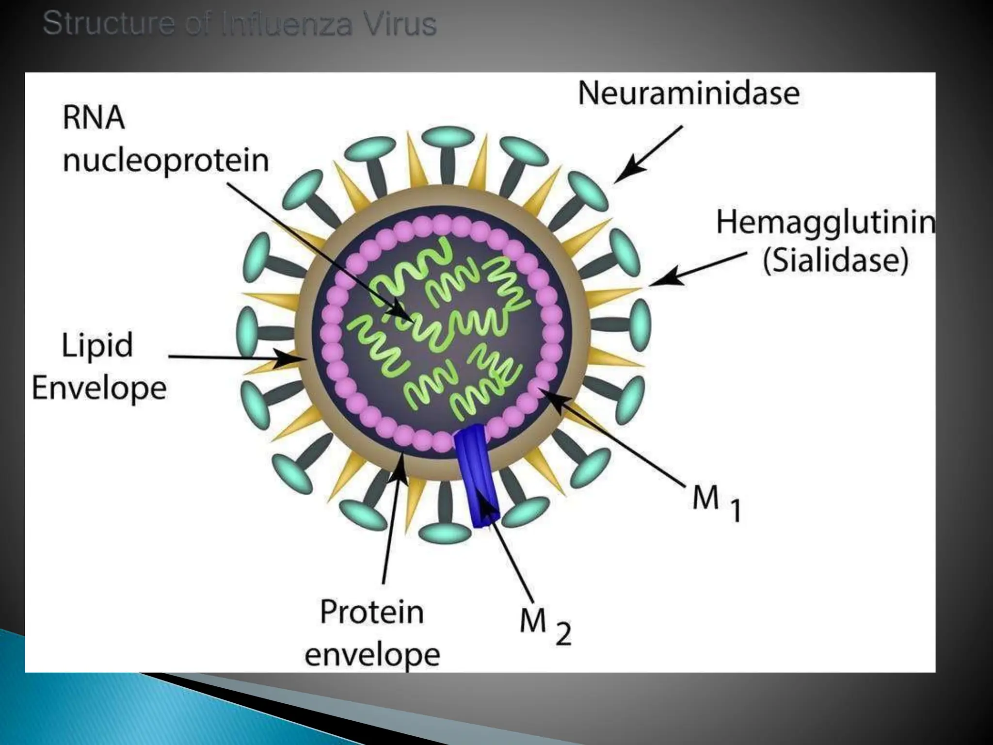 Epidemiology of influenza.pptx. .. | PPTX