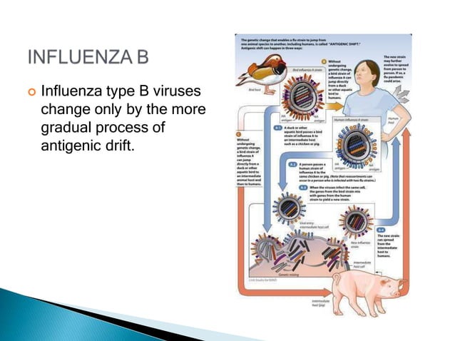Epidemiology of influenza.pptx. .. | PPTX