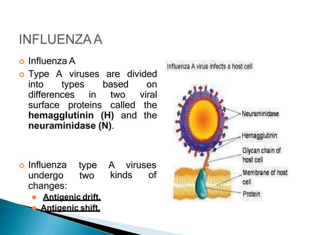 Epidemiology of influenza.pptx. .. | PPTX