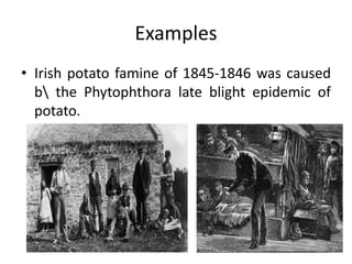 Epidemiology of plant diseases | PPTX