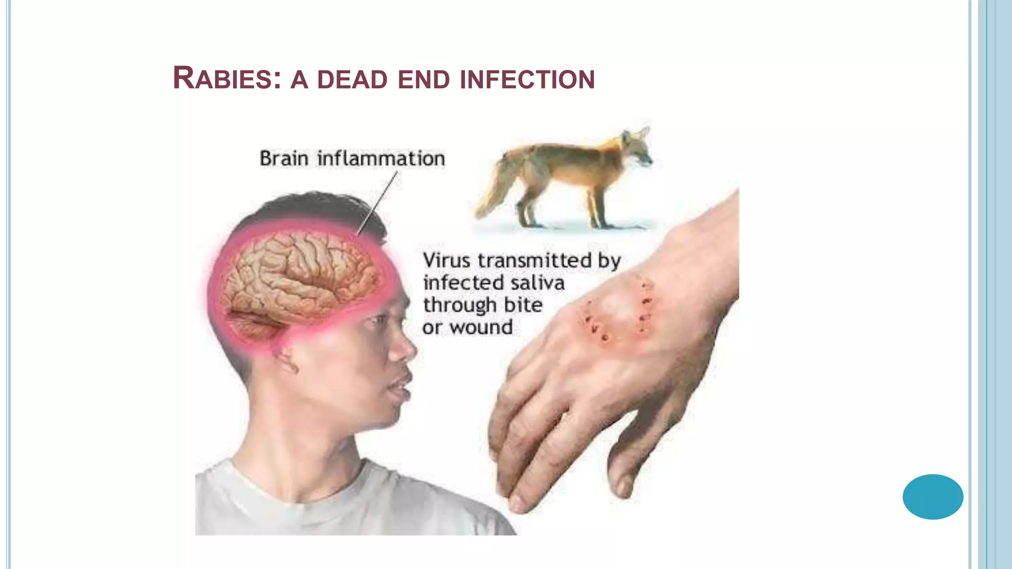 Epidemiology of rabies | PPTX