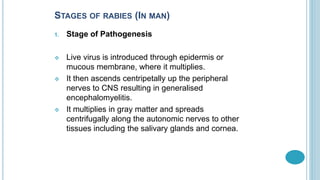 Epidemiology of rabies | PPTX