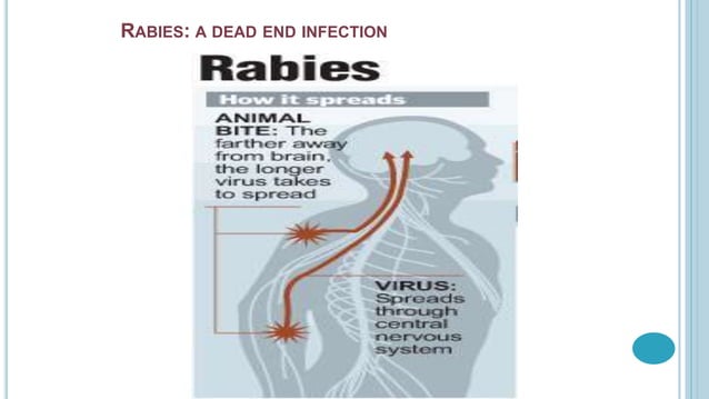 Epidemiology of rabies | PPTX