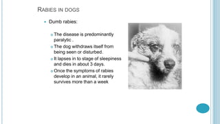 Epidemiology of rabies | PPTX