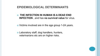Epidemiology of rabies | PPTX
