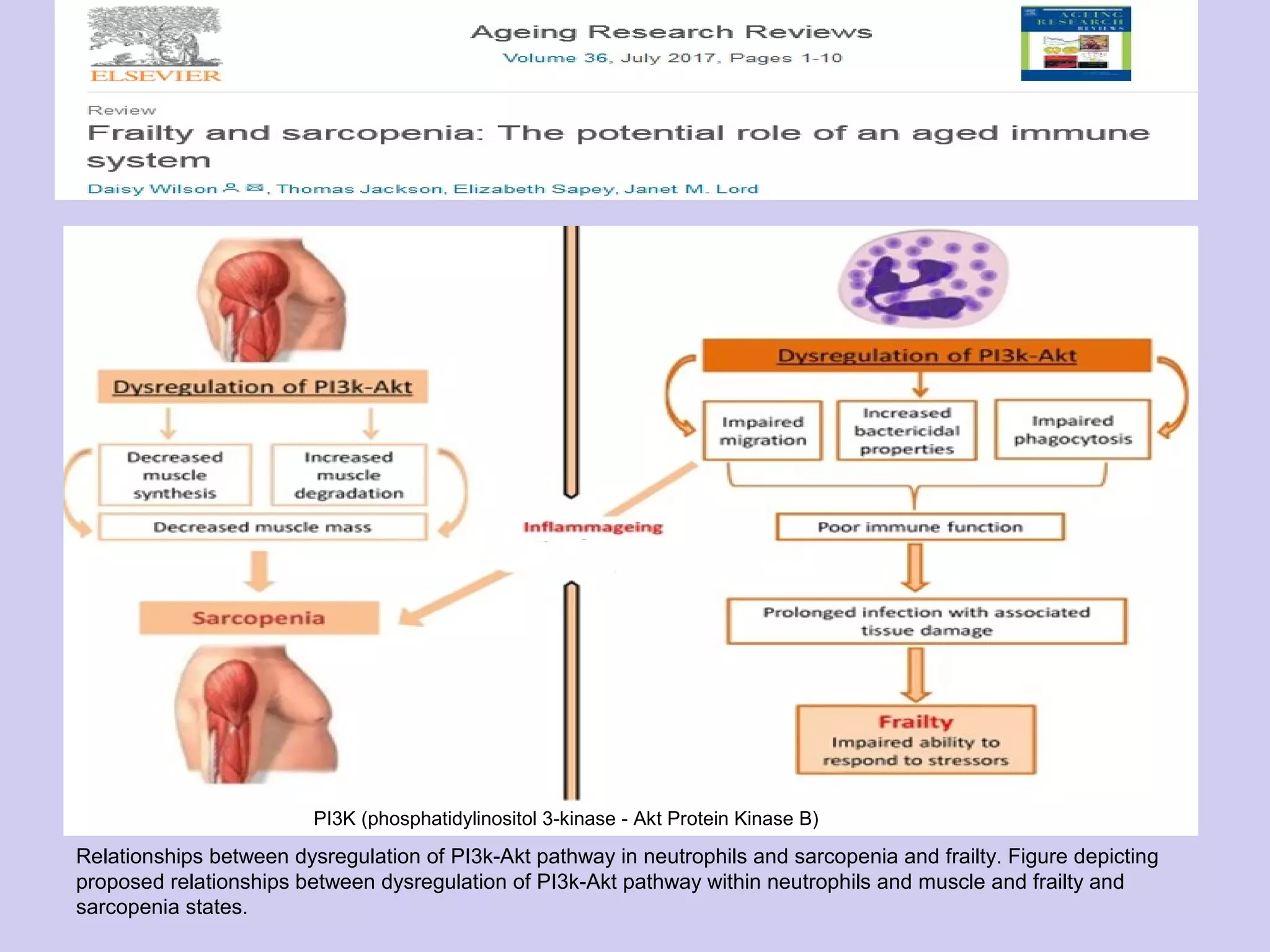 Epidemiology of sarcopenia | PPT