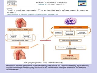 Epidemiology of sarcopenia | PPT