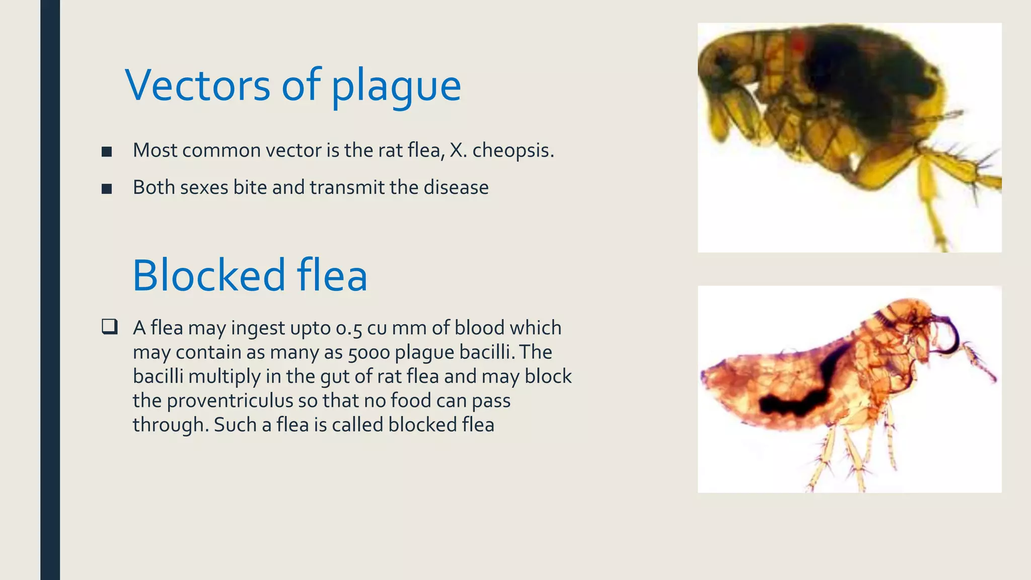 Epidemiology, prevention, and control of plague | PPTX