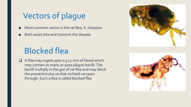 Epidemiology, prevention, and control of plague | PPTX | Infectious ...