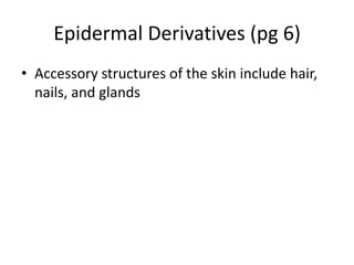 Epidermal derivatives | PPTX