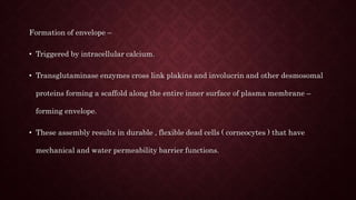 Epidermal differentiation complex | PPTX