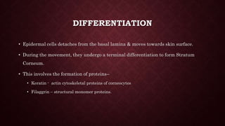 Epidermal differentiation complex | PPTX