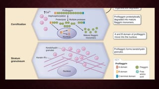 Epidermal differentiation complex | PPTX