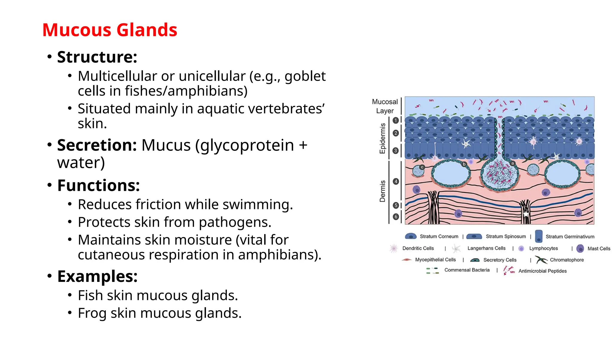 Epidermal Glands – Mucous, Preening, Sweat, Sebaceous & Mammary Glands.pptx