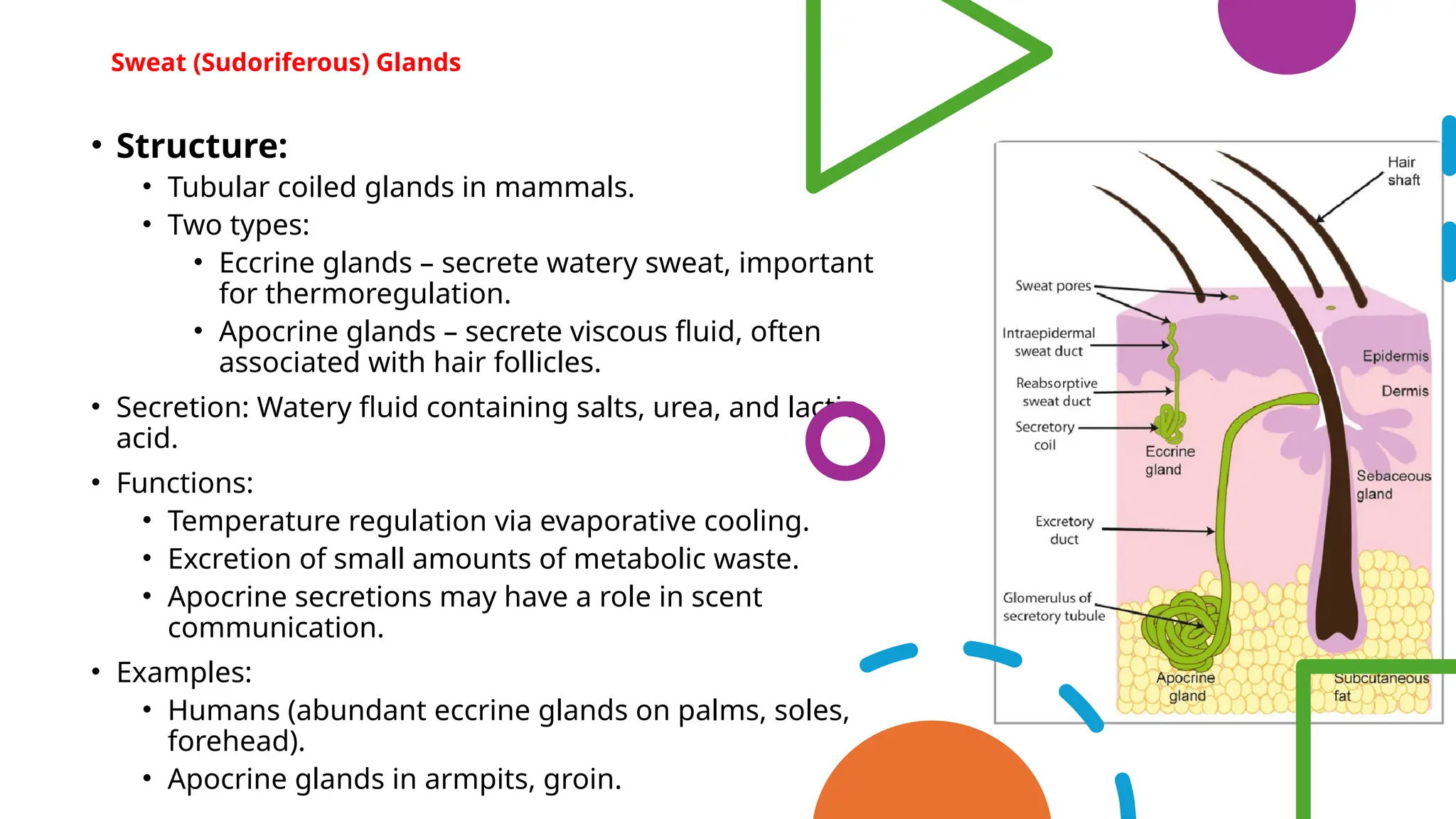 Epidermal Glands – Mucous, Preening, Sweat, Sebaceous & Mammary Glands.pptx