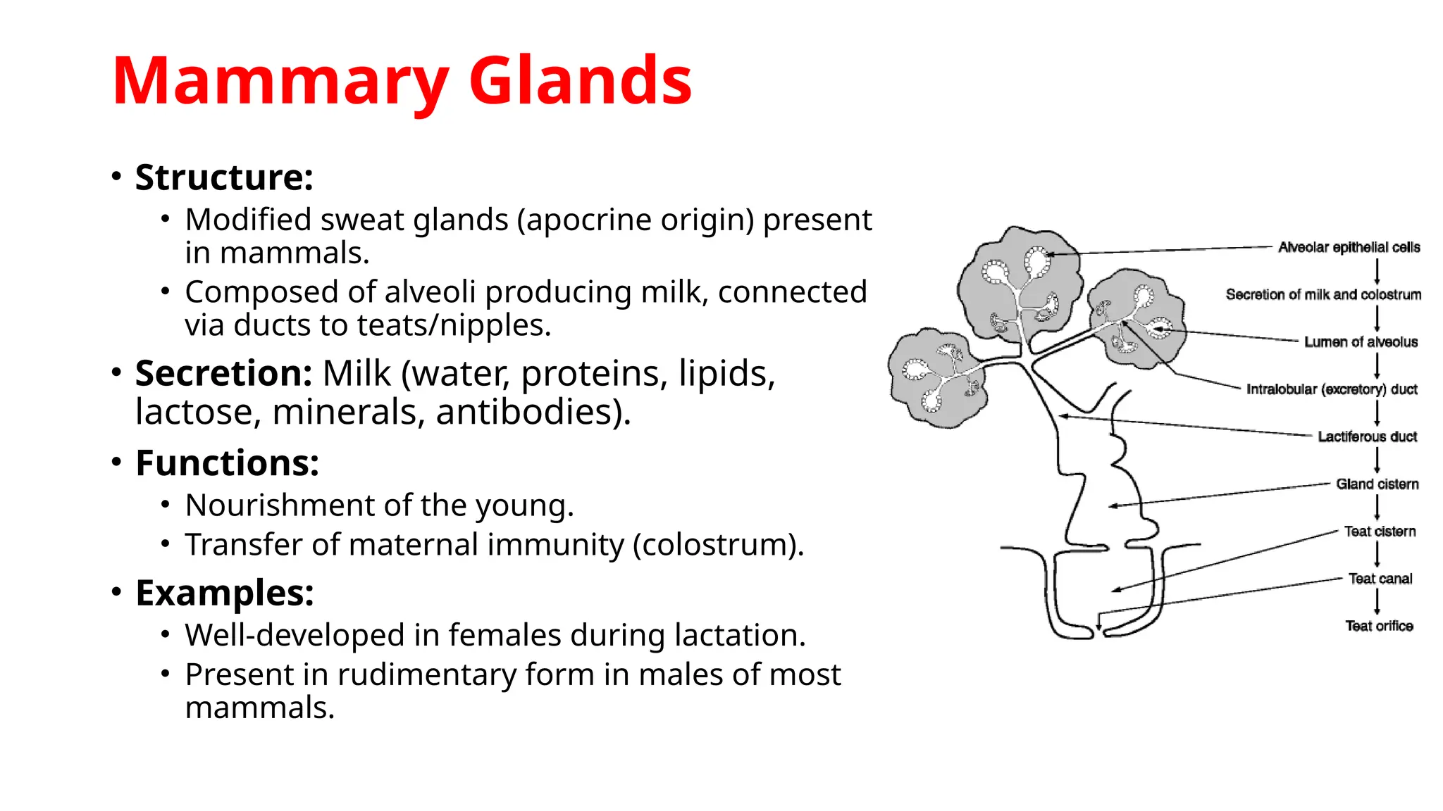 Epidermal Glands – Mucous, Preening, Sweat, Sebaceous & Mammary Glands.pptx