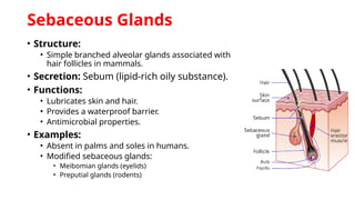 Epidermal Glands – Mucous, Preening, Sweat, Sebaceous & Mammary Glands.pptx
