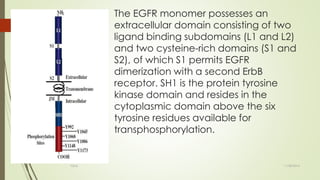 Epidermal growth factor and its receptor tyrosine kinase | PPTX