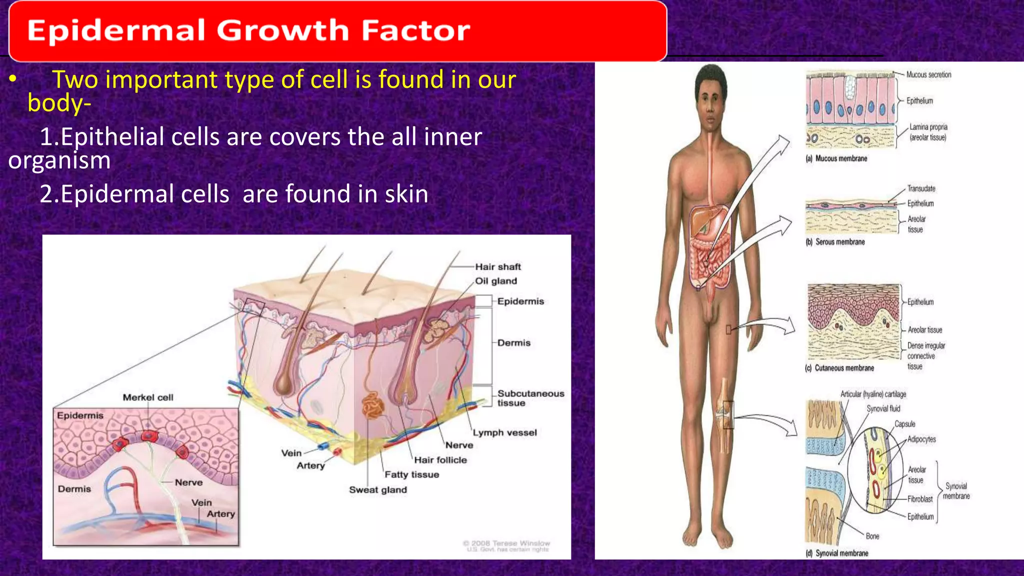 Epidermal growth factor(egf) | PPTX