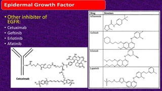 Epidermal growth factor(egf) | PPTX