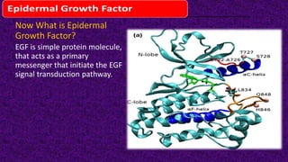 Epidermal growth factor(egf) | PPTX