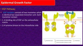 Epidermal growth factor(egf) | PPTX