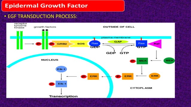 Epidermal growth factor(egf) | PPTX
