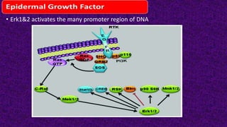 Epidermal growth factor(egf) | PPTX