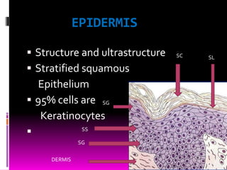 Epidermal kinetics | PPTX
