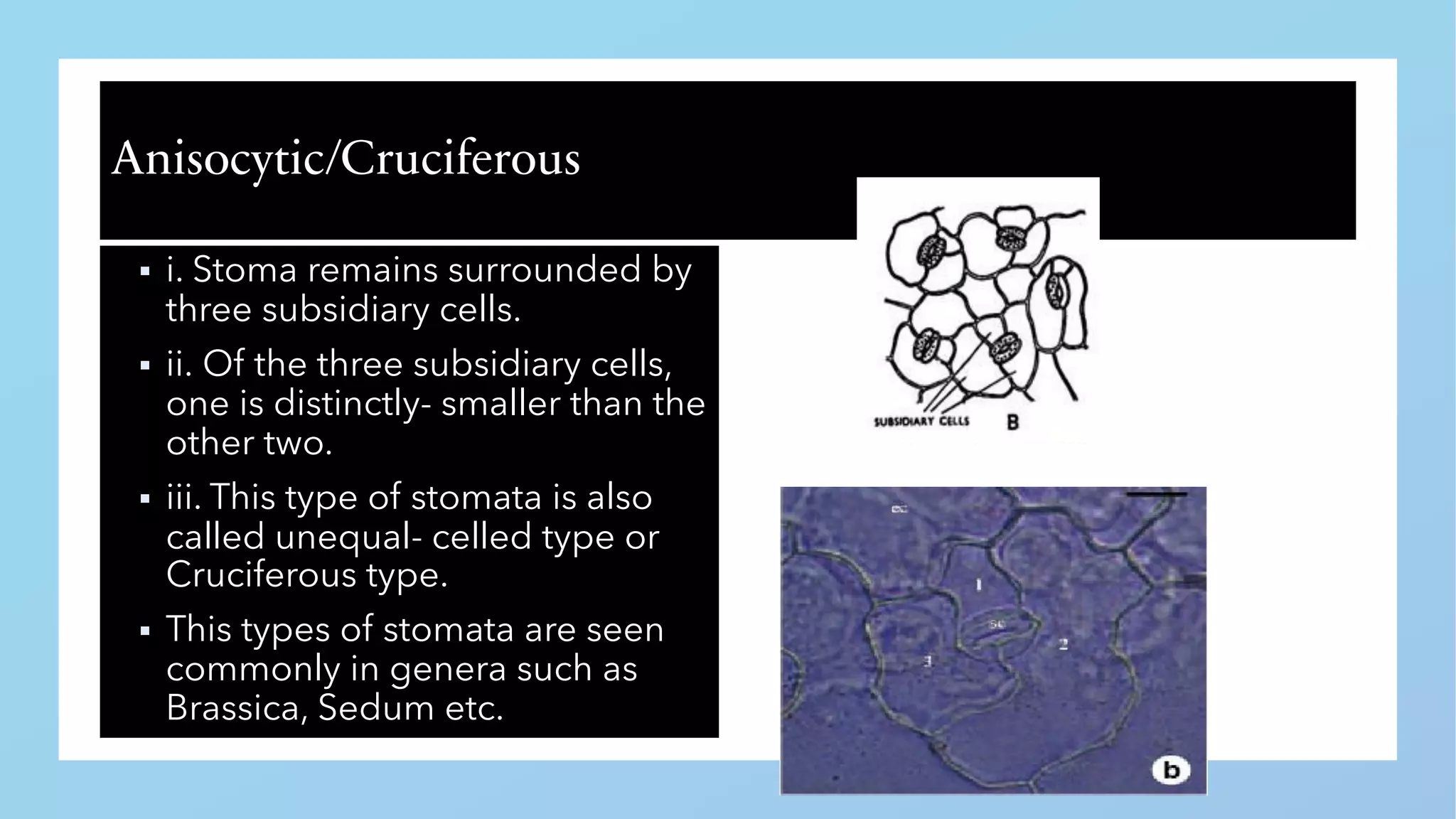 Histology: Epidermal tissues | PDF