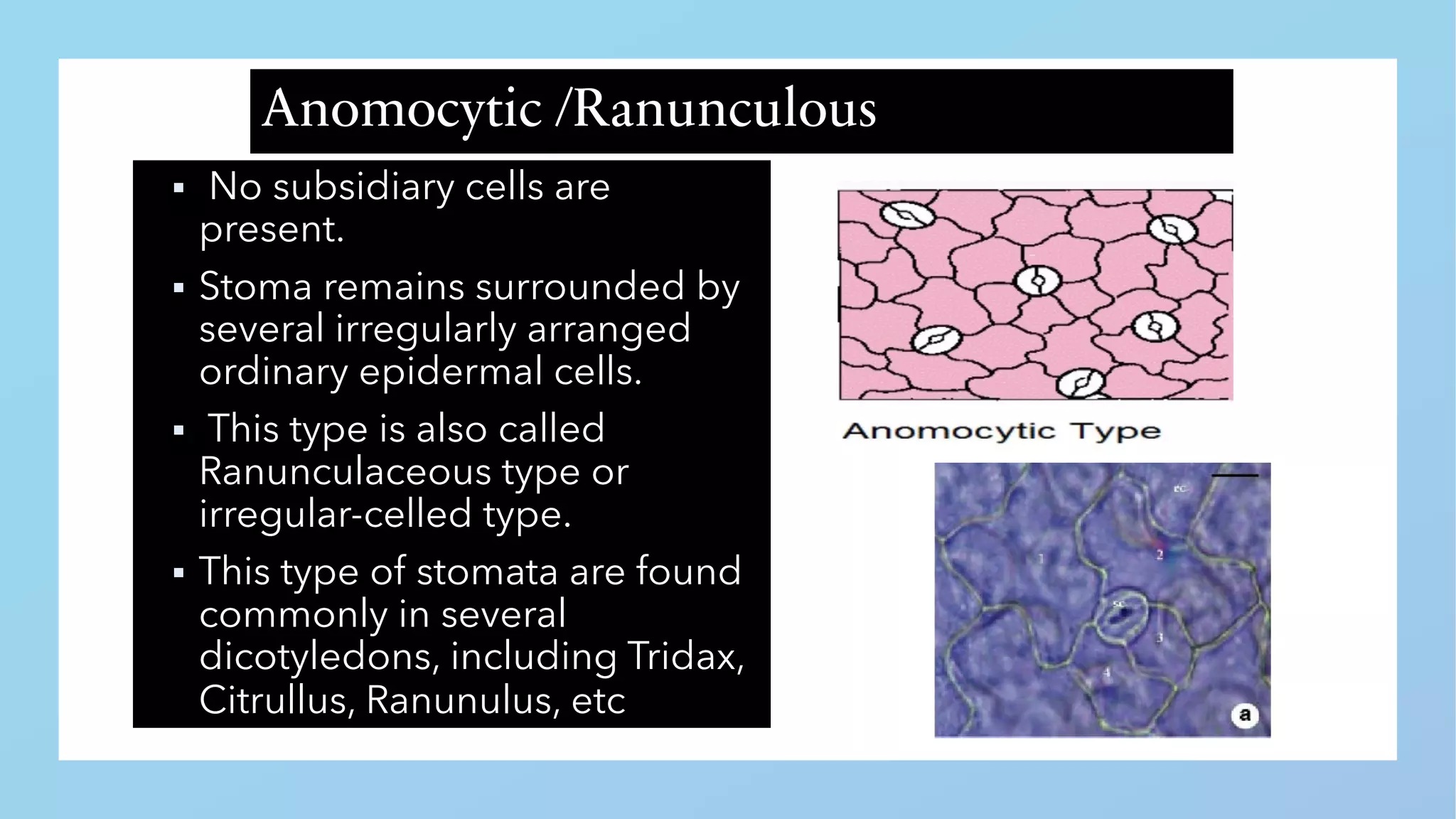 Histology: Epidermal tissues | PDF