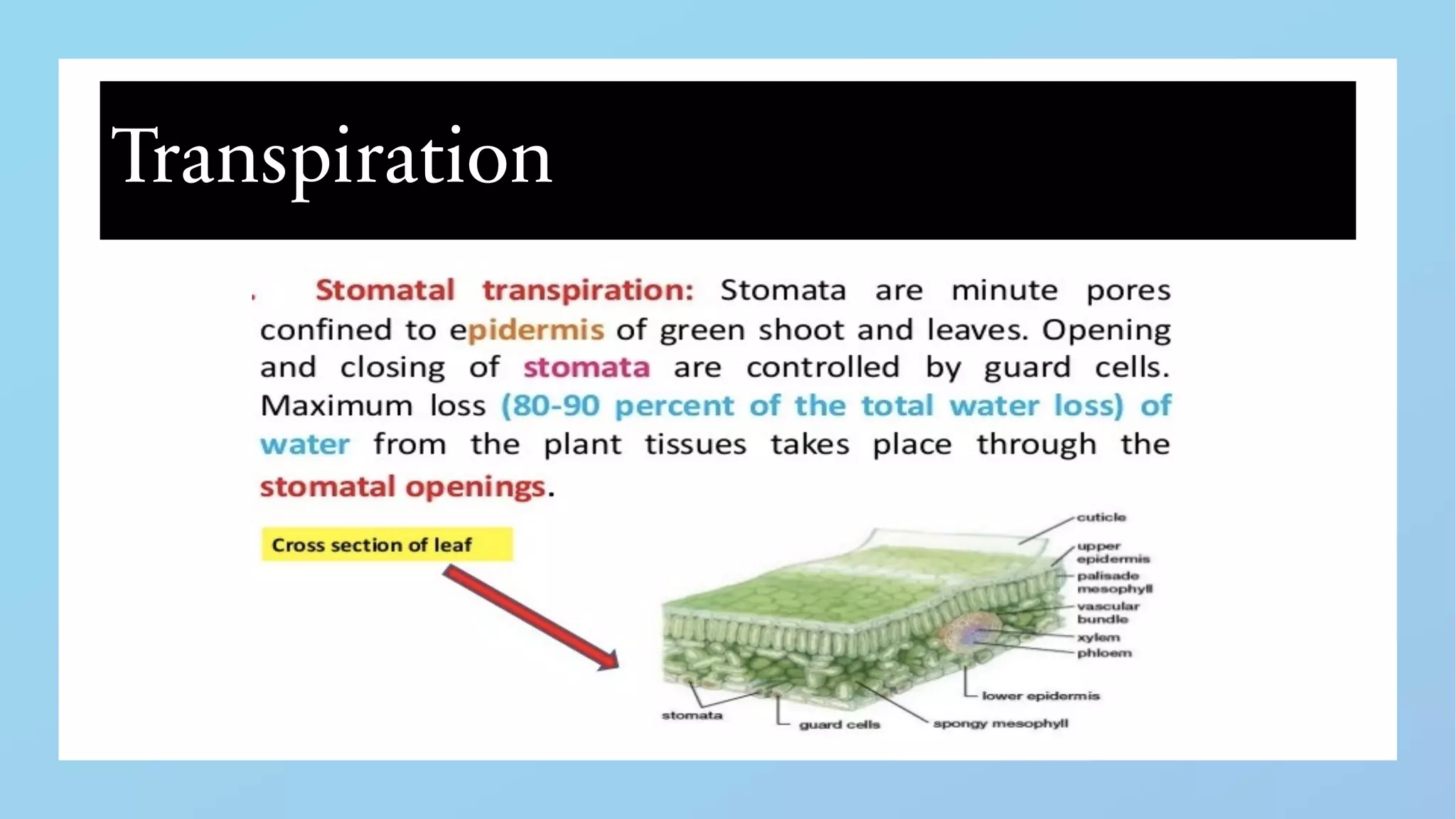 Histology: Epidermal tissues | PDF