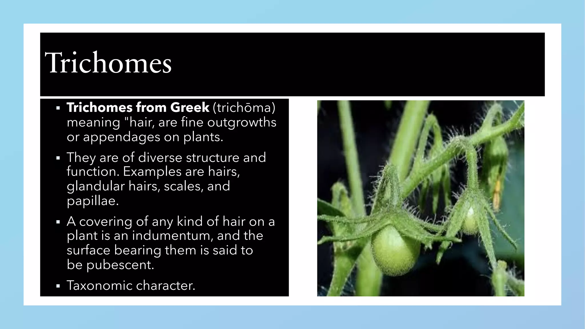 Histology: Epidermal tissues | PDF